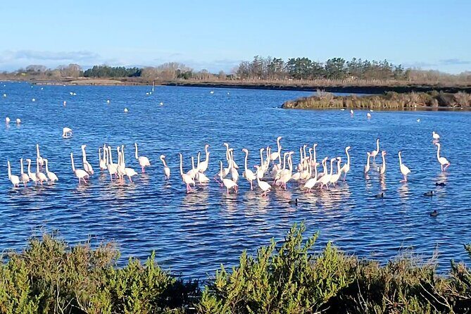 Happy tour camargue an immersion by bike and scooter E - Exploring the Camargue with Happy Tour: An Authentic Ride