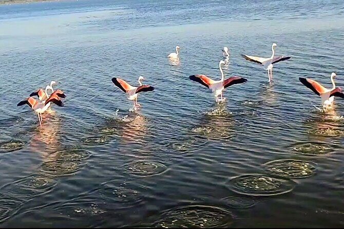 Happy tour camargue an immersion by bike and scooter E - Who Should Consider This Tour?