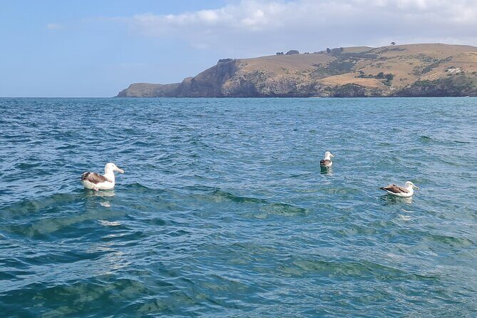 Harbour, Albatross and Wildlife Cruise on Otago Harbour - What Do the Reviews Say?