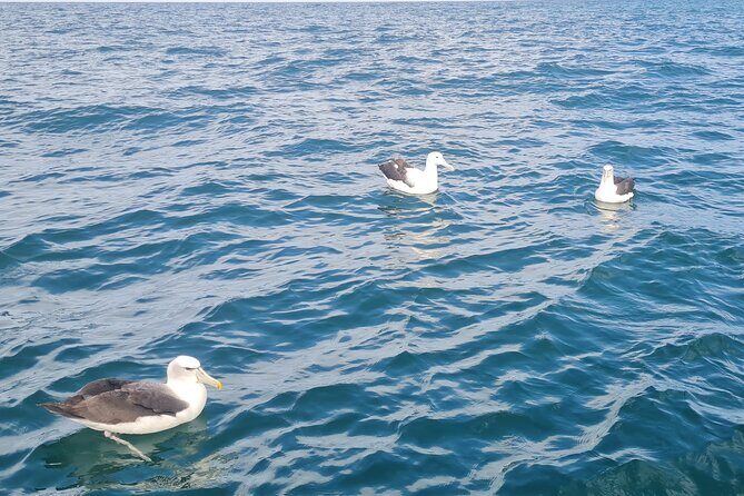 Harbour, Albatross and Wildlife Cruise on Otago Harbour - Frequently Asked Questions