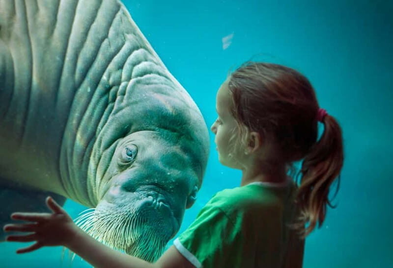 Harderwijk: Dolfinarium Entry Ticket - Key Points