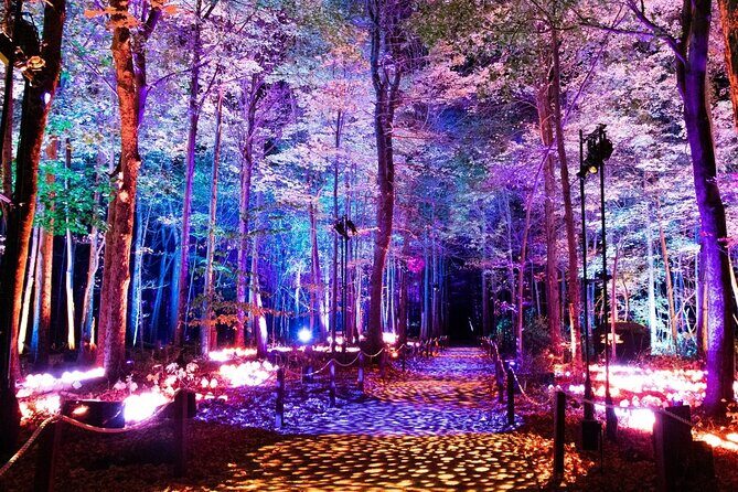 Harry Potter A Forbidden Forest Experience in Brisbane Australia - Why this experience is worth considering