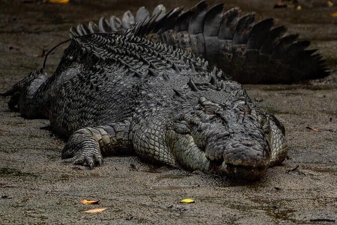 Hartleys Crocodile Adventures Plus Return Port Douglas Transfers - Key Points