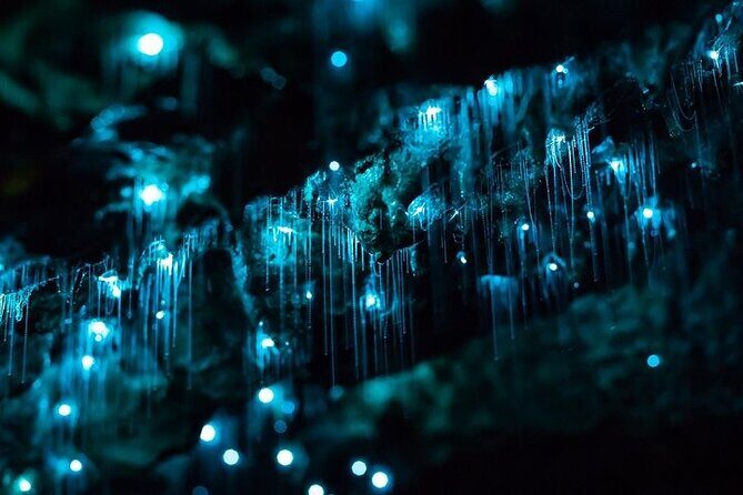 Haruru Waterfalls and Glow Worm Caves Tour - Who Should Book This Experience?