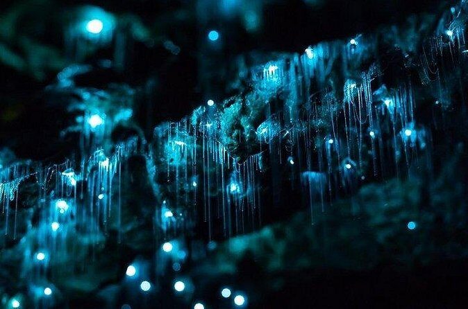 Haruru Waterfalls and Glow Worm Caves Tour - Frequently Asked Questions