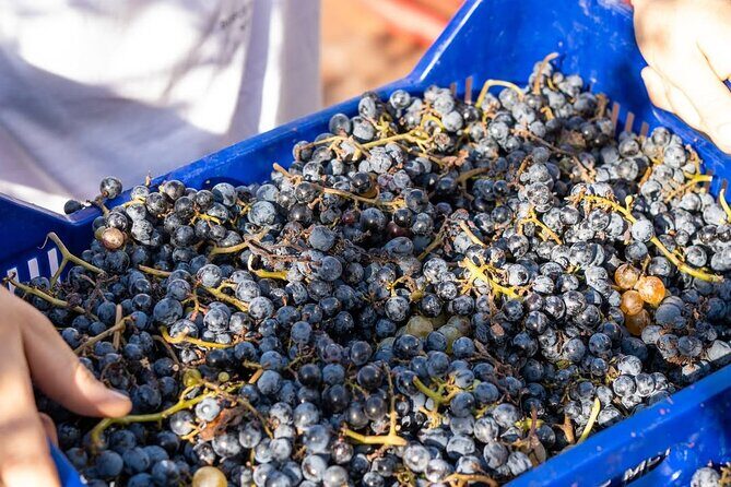 Harvest Like a Local: Grape Stomping with Wine Pairing Lunch - Price and Value Assessment