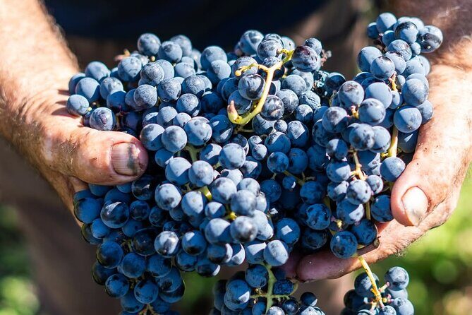 Harvest Like a Local: Grape Stomping with Wine Pairing Lunch - Final Thoughts