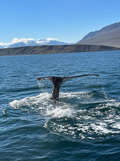 Hauganes: Whale Watching North Iceland - Setting the Scene: Hauganes Village as a Launchpad