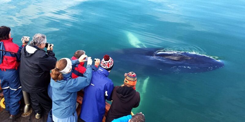 Hauganes: Whale Watching North Iceland - Duration and Pacing: Plenty of Whale Watching Time