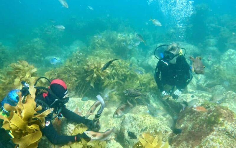 Hauraki Gulf: Hammerhead Experience Dive Charter - Practical Details for Participants