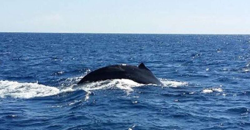 Hawaii: Waikoloa Whale Watch - Introduction: What to Expect from Waikoloa Whale Watch