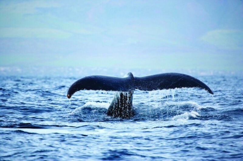 Hawaii: Waikoloa Whale Watch - What Makes This Tour Stand Out?