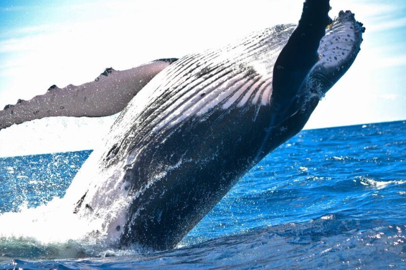 Hawaii: Waikoloa Whale Watch - Frequently Asked Questions