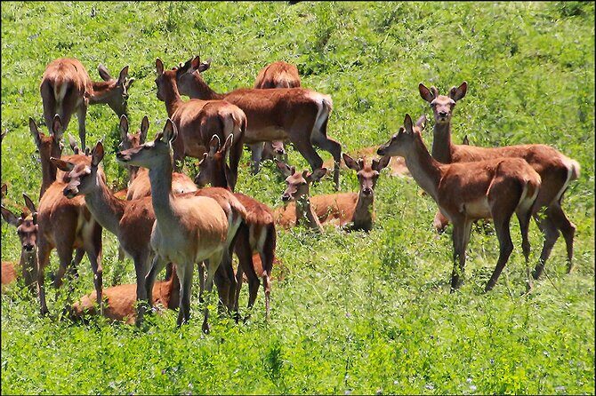 Hawkes Bay - Scenic, luncheon, wine Tour - An Honest Look at the Hawkes Bay - Scenic, Luncheon, Wine Tour