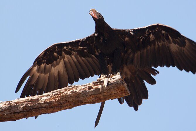 Healesville Sanctuary And Phillip Island Wildlife Bus Tour - An In-Depth Look at the Itinerary
