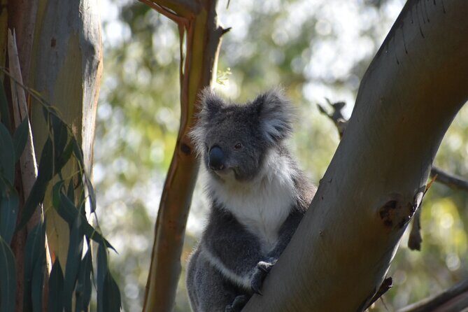 Healesville Sanctuary And Phillip Island Wildlife Bus Tour - Who Is This Tour Best For?