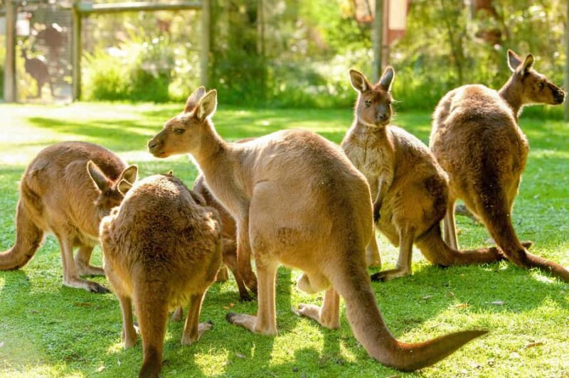 Healesville Sanctuary: General Admission Ticket - The Value of Your Ticket