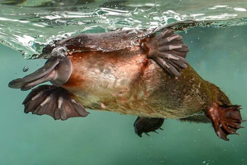 Healesville Sanctuary: General Admission Ticket - Authentic Reviews and Insights