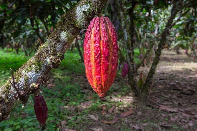 Healing Cacao Ceremony in Palm Springs - Who Should Consider This Tour?