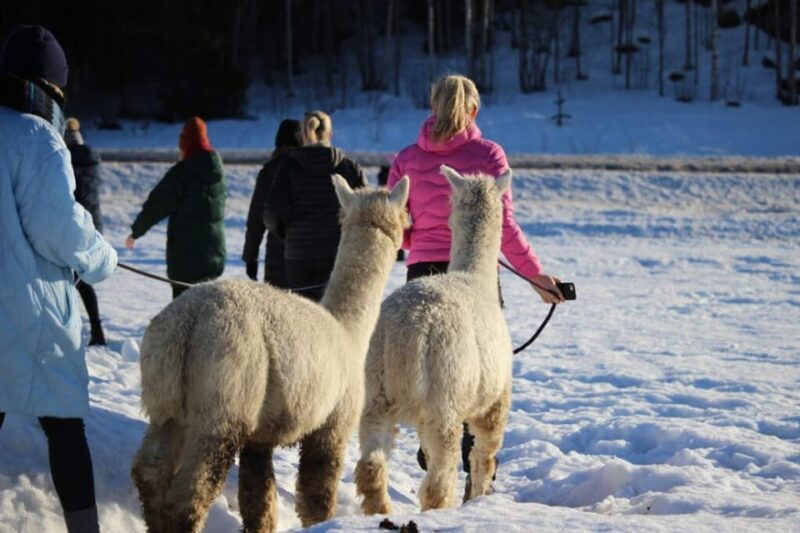 Helsinki: Alpaca Farm Tour with Guided Walk (private) - Key Points