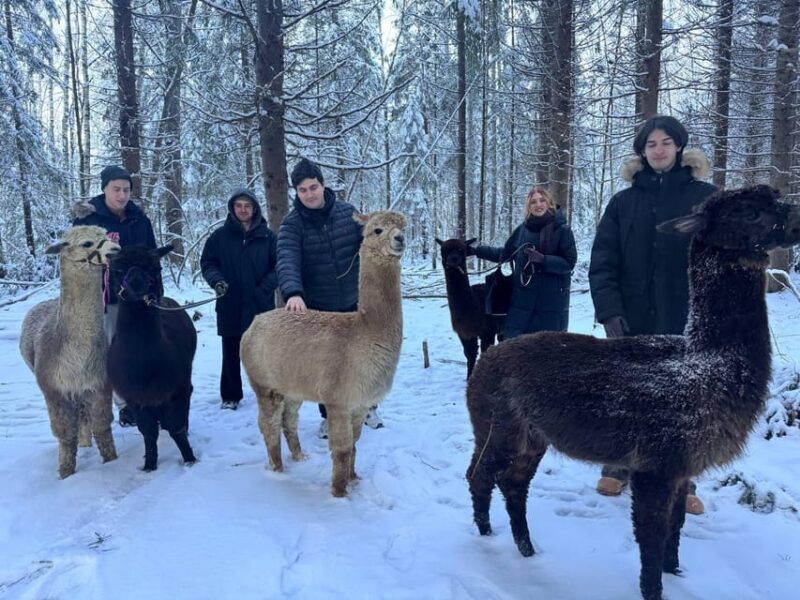 Helsinki: Alpaca Farm Tour with Guided Walk (private) - What to Expect from the Helsinki Alpaca Farm Tour