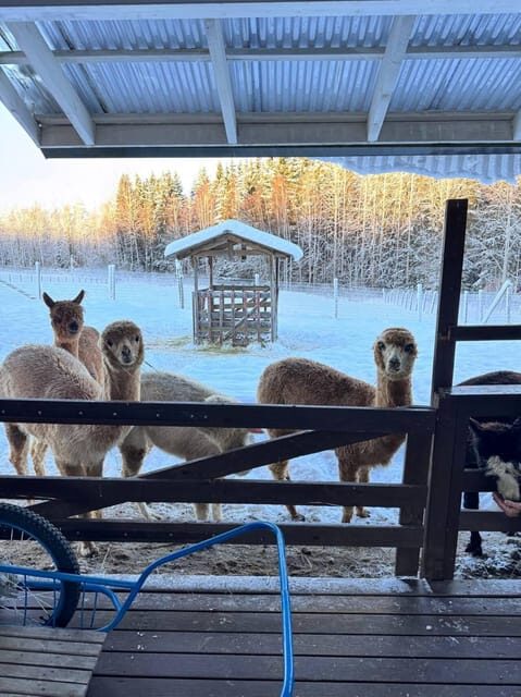 Helsinki: Alpaca Farm Tour with Guided Walk (private) - Authentic Touches from Visitors