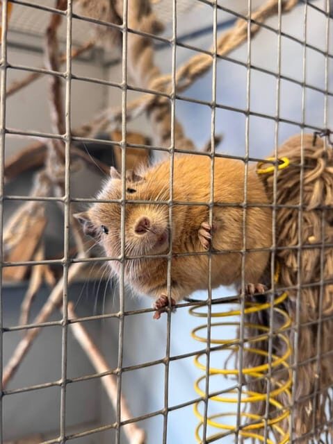 Helsinki: Alpaca Farm Tour with Guided Walk (private) - Is This Tour Worth the Cost?