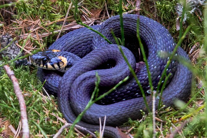 Helsinki: Nuuksio National park hiking with campfire lunch - The Experience for Different Travelers