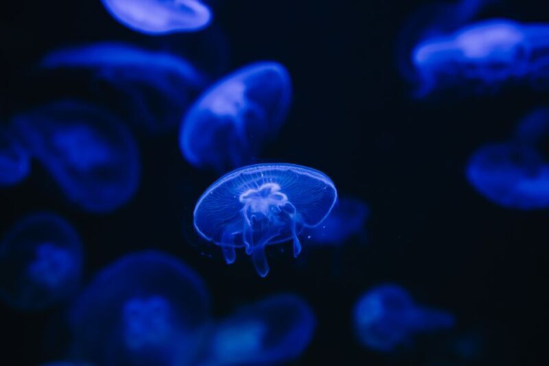 Heraklion Area: CRETAquarium Admission Ticket - An Overview of the CRETAquarium Experience