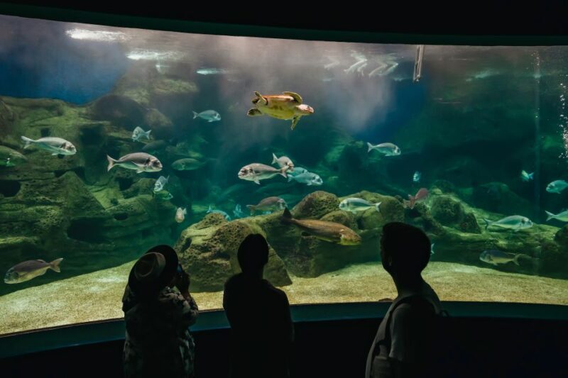 Heraklion Area: CRETAquarium Admission Ticket - What to Expect on Your Visit