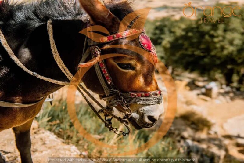 Heraklion areas: Lasithi Plateau-Mythology Park-Zeus Cave - Practical Details and Tips