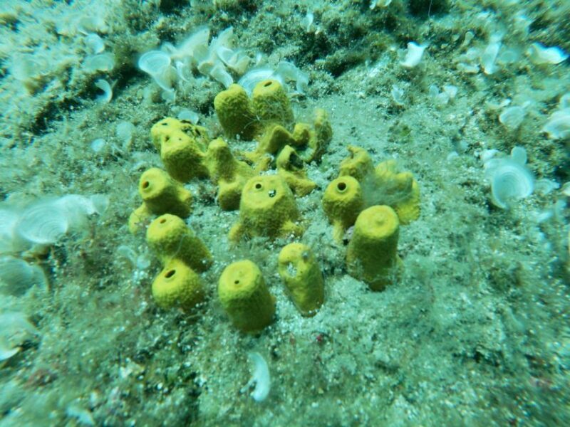 Heraklion: Beginner-Friendly Snorkeling Trip - Who Should Consider This Tour?