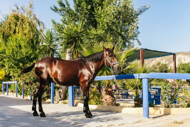 Heraklion: Finikia Horse Riding Tour with Lunch or Dinner - FAQ