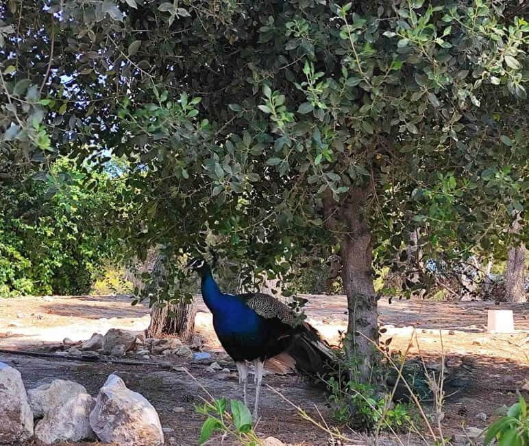 Heraklion Half-Day Tour, Cruise Friendly, Knossos+Top Sights - The Sum Up