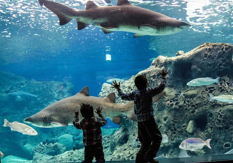 Heraklion: Heraklion Market & CretAquarium *SKIP The Line - What Reviewers Say: Real-Life Insights