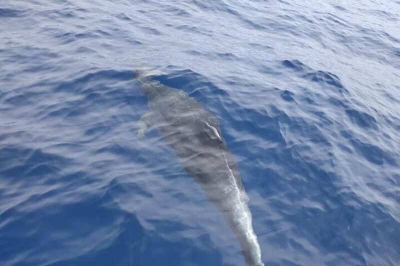 Heraklion: Nature Reserve Dia Island Full-Day Cruise & Lunch - An In-Depth Look at the Experience