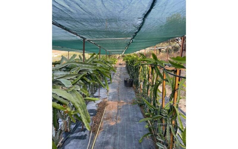 Heraklion :Olive & Dragon Farm Tour & Cretan Farmers Brunch - Who Will Love This Experience?