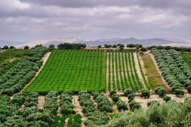 Heraklion Private Olive Oil and Wine Gastronomy tour with Lunch - Key Points