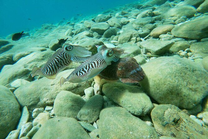 Heraklion: Scuba Diving Experience for Beginners - Final Thoughts