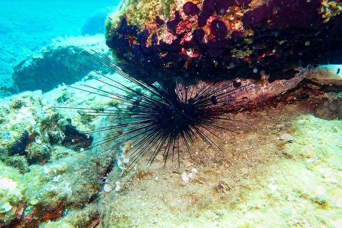 Heraklion: Scuba Diving Experience for First-Timers - Authentic Insights from Reviewers