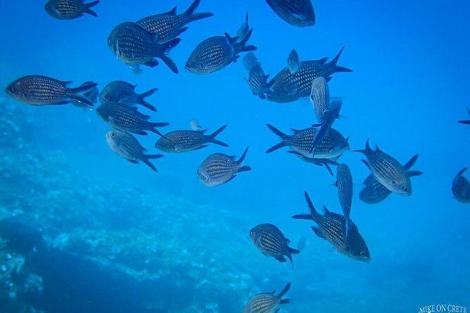 Heraklion: Scuba Diving Experience for First-Timers - FAQ