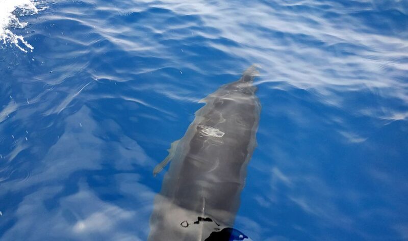 Heraklion: Small-Group Sailing Trip to Dia Island with Lunch - Final Thoughts