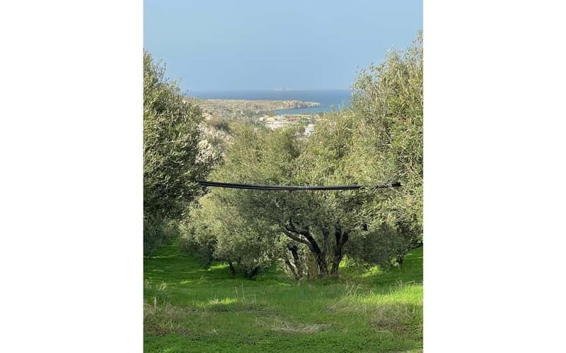 Heraklion: Sunset BBQ in the Olive Grove - Authenticity, Hospitality, and Local Flavor