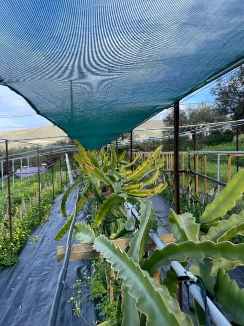 Heraklion: Sunset BBQ in the Olive Grove - Who Should Consider This Experience?