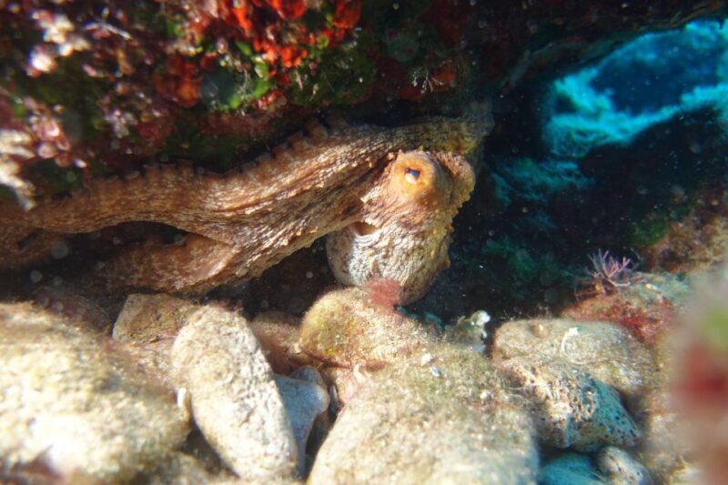 Heraklion: Try Scuba Diving - FAQ