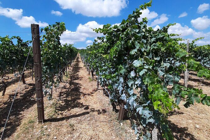Heraklion wine tour & Cretan meze lunch - Final Thoughts
