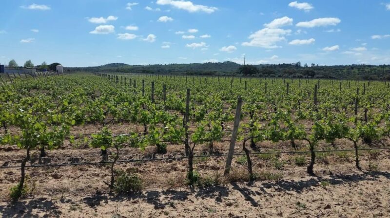 Herdade Canal Caveira - Winery Visit 4 Wines & Tapas - Final Thoughts: Why This Tour Is a Strong Choice