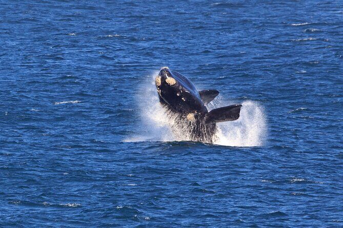 Hermanus Whale Watching Boat Trip - Authentic Experiences and What Travelers Say