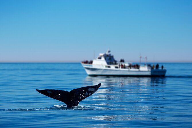 Hermanus Whale Watching Boat Trip - Practical Tips for Your Whale Watching Trip