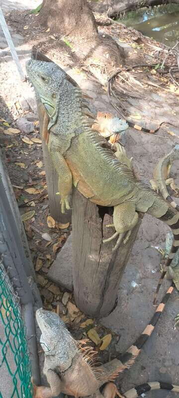 Hermosa Isla de ixtapa - What’s Included & What’s Not